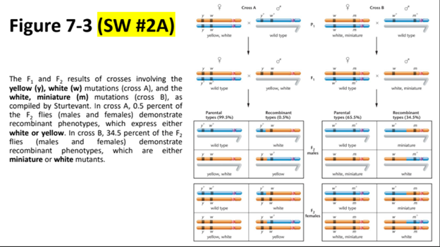Solved Single Crossovers (SW \#2B) - Relative distance | Chegg.com