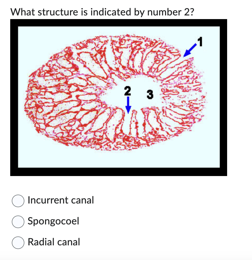 Solved What structure is indicated by number 2?Incurrent | Chegg.com