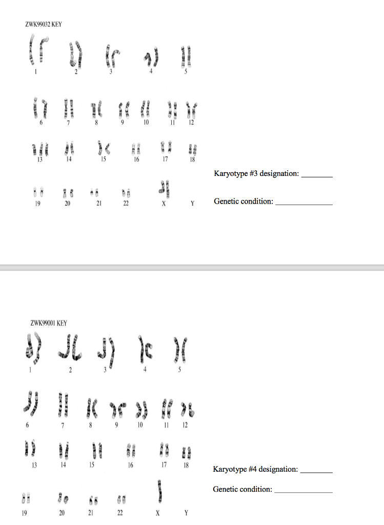 Solved WK99011 KEY 10 l6 Karyotype #1 designation: 19 20 21 | Chegg.com
