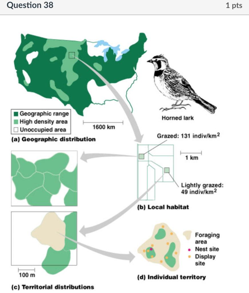 Solved Question 38 1 pts Horned lark Geographic range High | Chegg.com