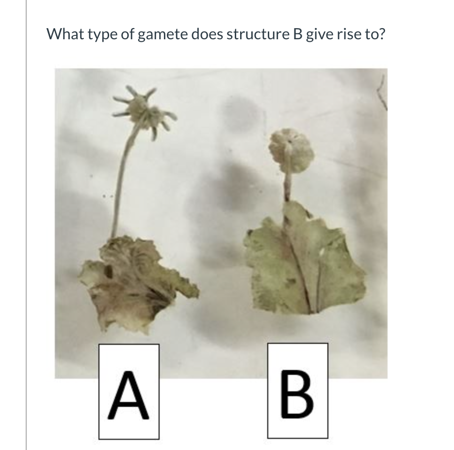 Identify the structure. Identify this structure | Chegg.com