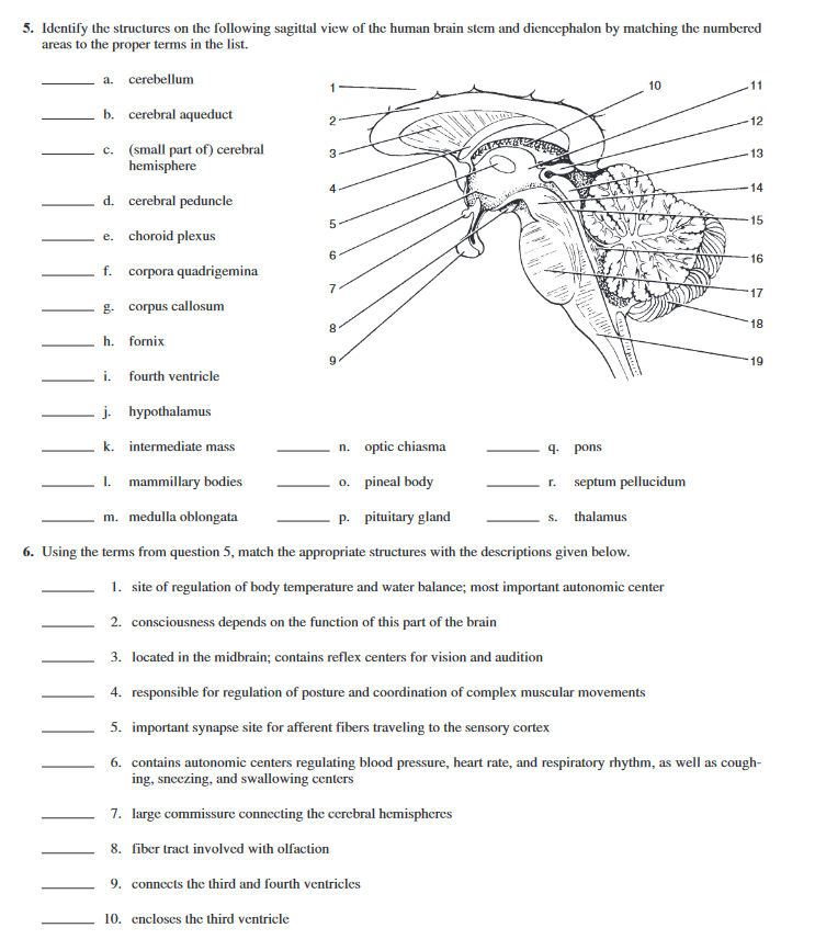 Solved 5. Identify the structures on the following sagittal | Chegg.com
