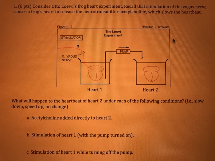 Solved Consider Otto Loewi's frog heart experiment. Recall | Chegg.com