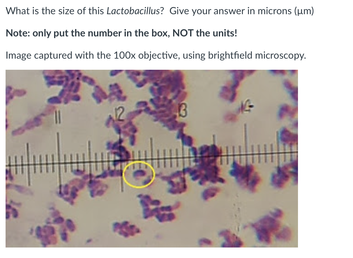 Solved What is the size of this Lactobacillus? Give your | Chegg.com