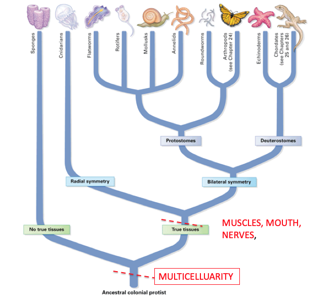 Solved 1.a. What does this evolutionary tree tell you about | Chegg.com