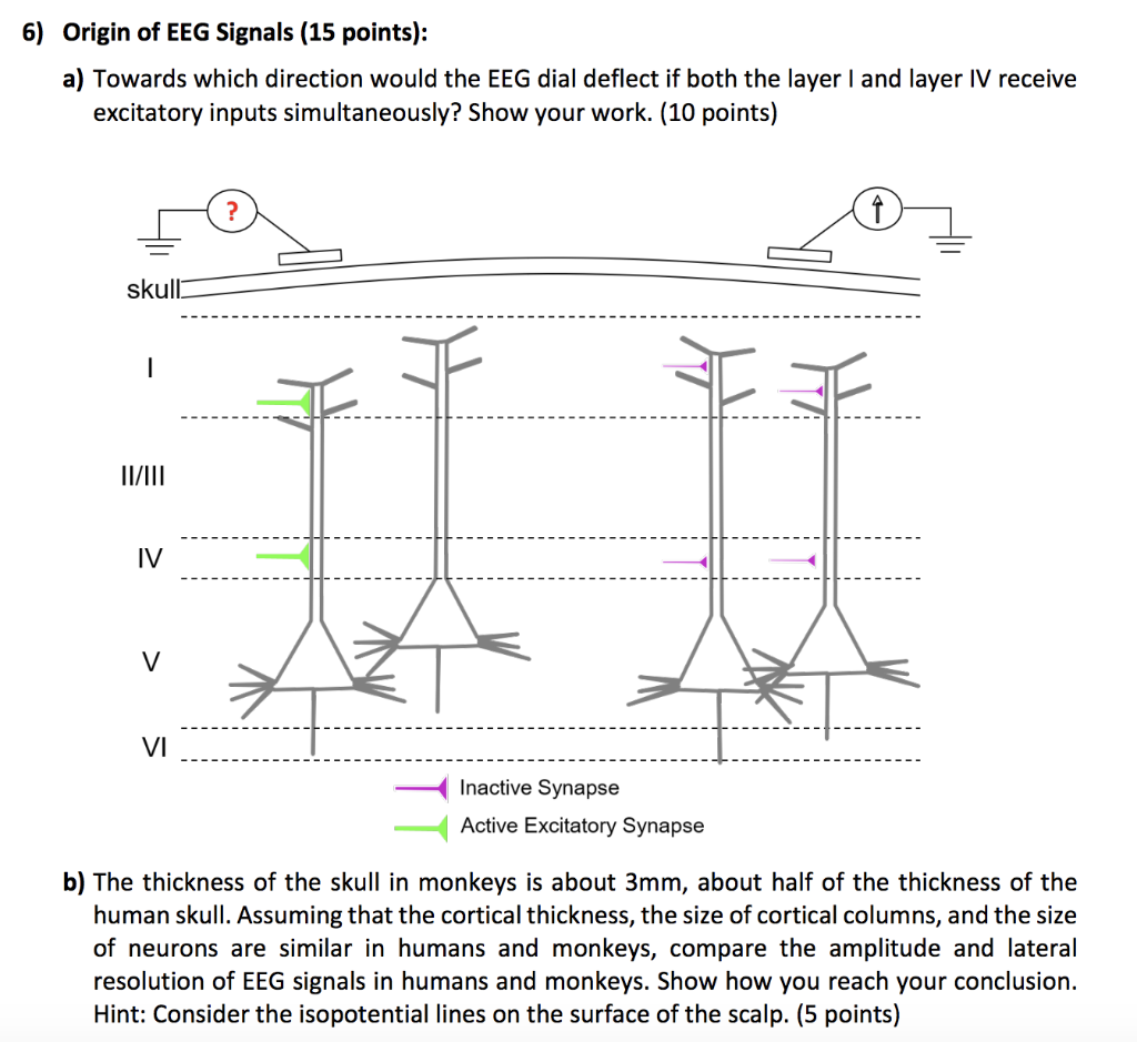 Solved 6) Origin of EEG Signals (15 points): a) Towards | Chegg.com