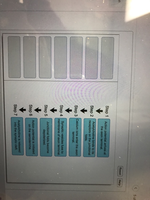 Solved 5 of9 Part E Arrange the sequence of events at the | Chegg.com