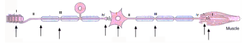 Solved The figure below shows a sensory neuron synapsing | Chegg.com