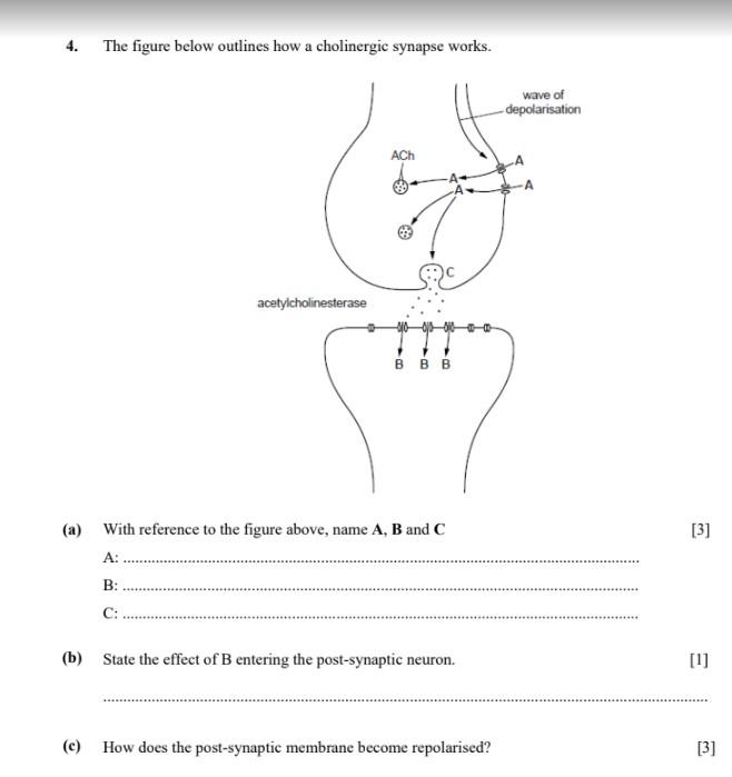 Solved 4. The figure below outlines how a cholinergic | Chegg.com
