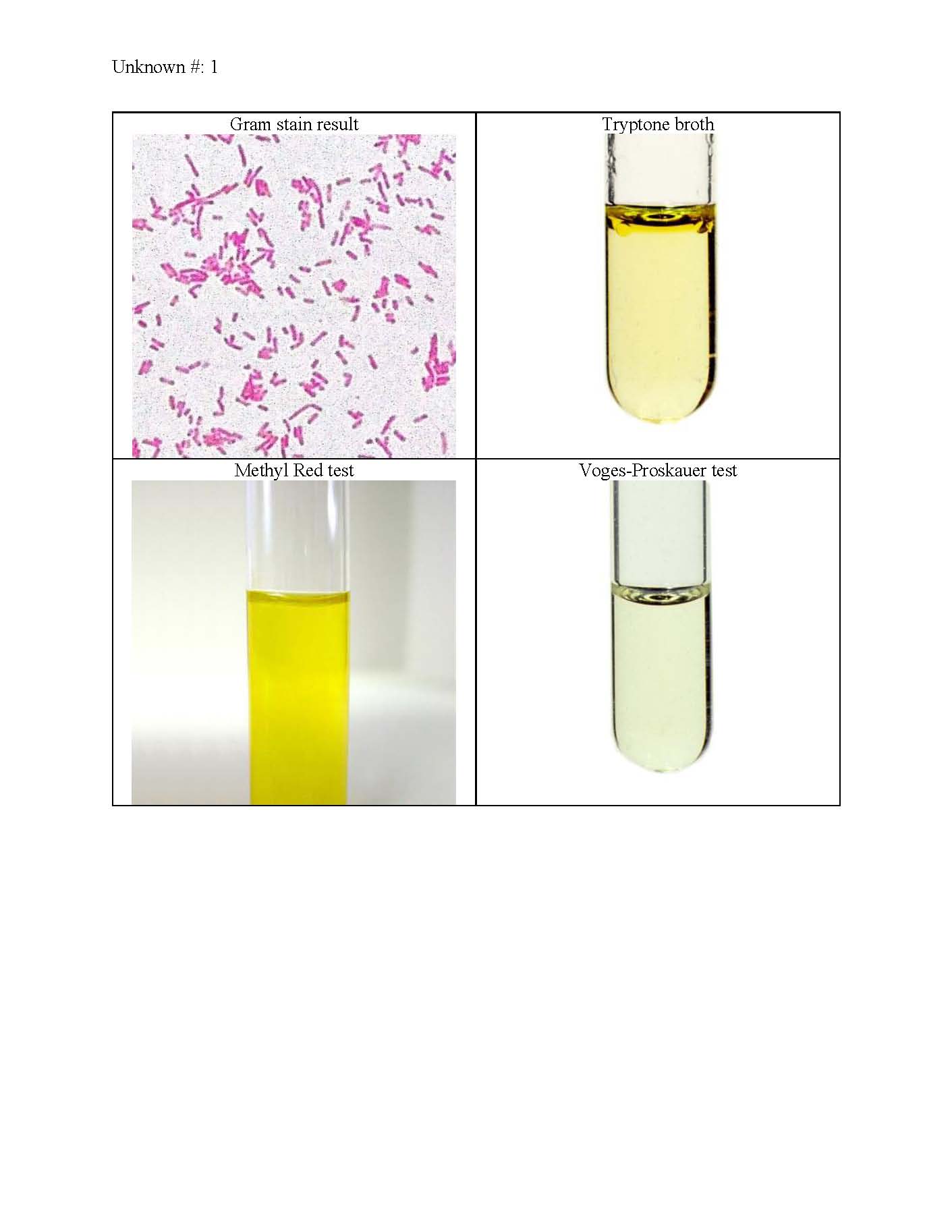 Solved Please use:The Unknowns Biochemical Chart (Download | Chegg.com
