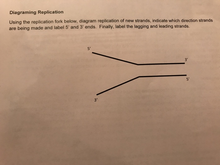 Solved Diagraming Replication Using the replication fork | Chegg.com