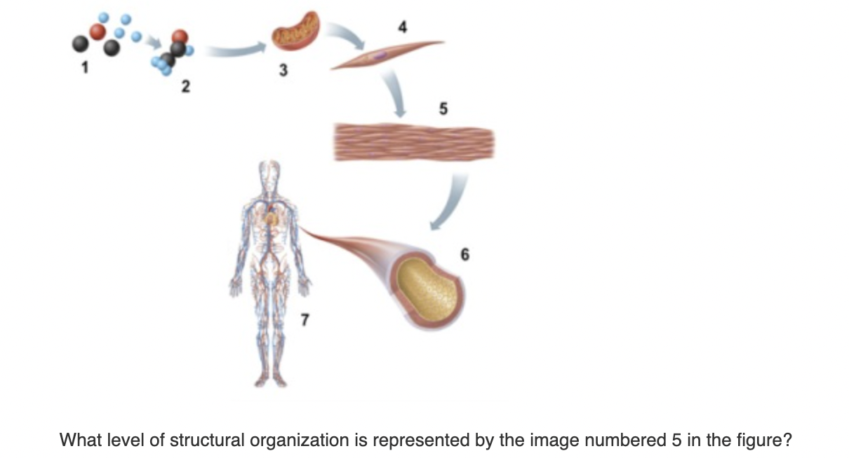 Solved What level of structural organization is represented | Chegg.com