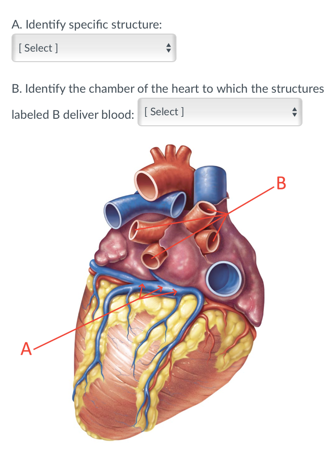 Solved A. ﻿Identify specific structure: B. ﻿Identify the | Chegg.com