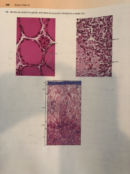 Solved 408 Review Sheet 27 15. Identify the endocrine | Chegg.com