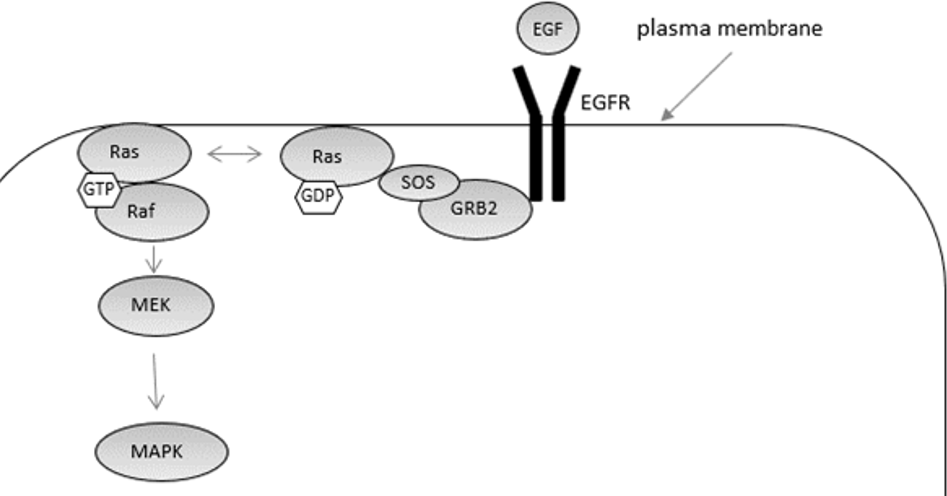 Solved James is investigating the role of Ras/Raf/MAPK | Chegg.com