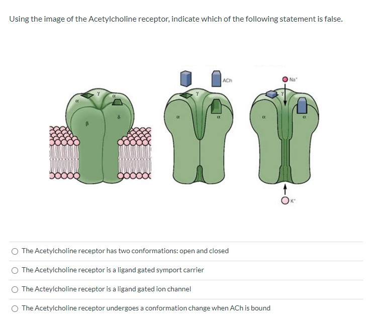 Solved Using the image of the Acetylcholine receptor, | Chegg.com