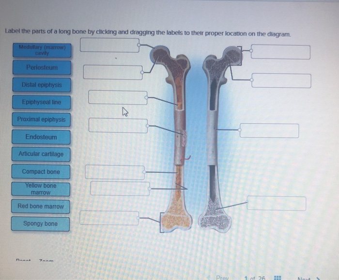 Solved Label the parts of a long bone by clicking and | Chegg.com