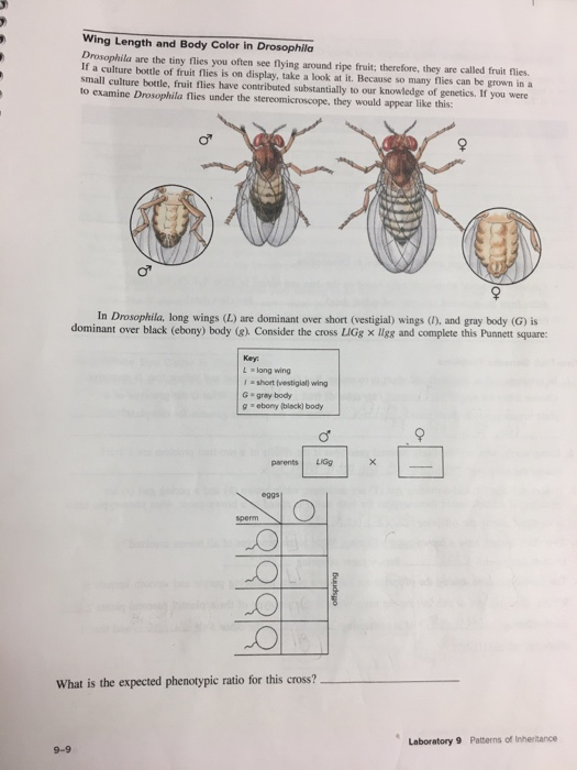 Solved Wing Length and Body Color in Drosophila Drosophila | Chegg.com