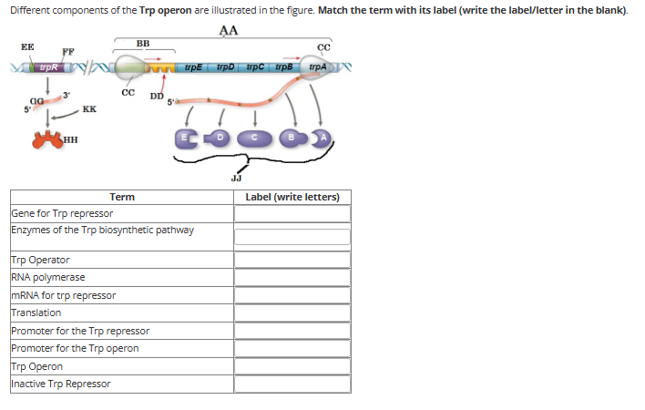 Different components of the Trp operon are | Chegg.com
