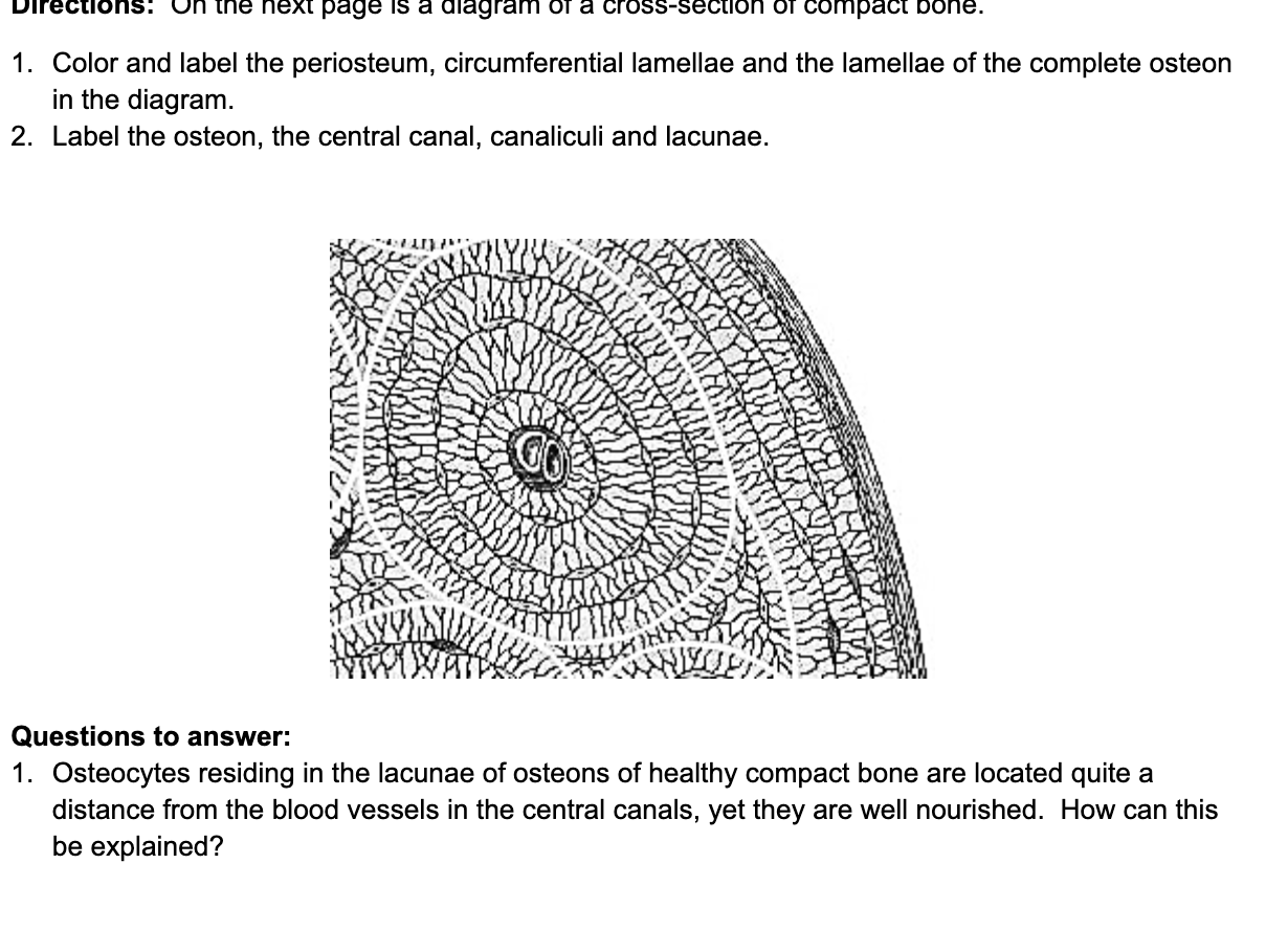 Solved 1. Color and label the periosteum, circumferential | Chegg.com
