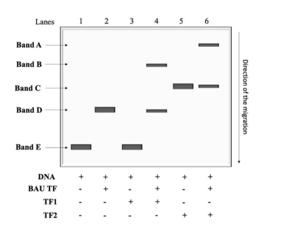 Solved The electrophoresis mobility shift assay (or EMSA) is | Chegg.com