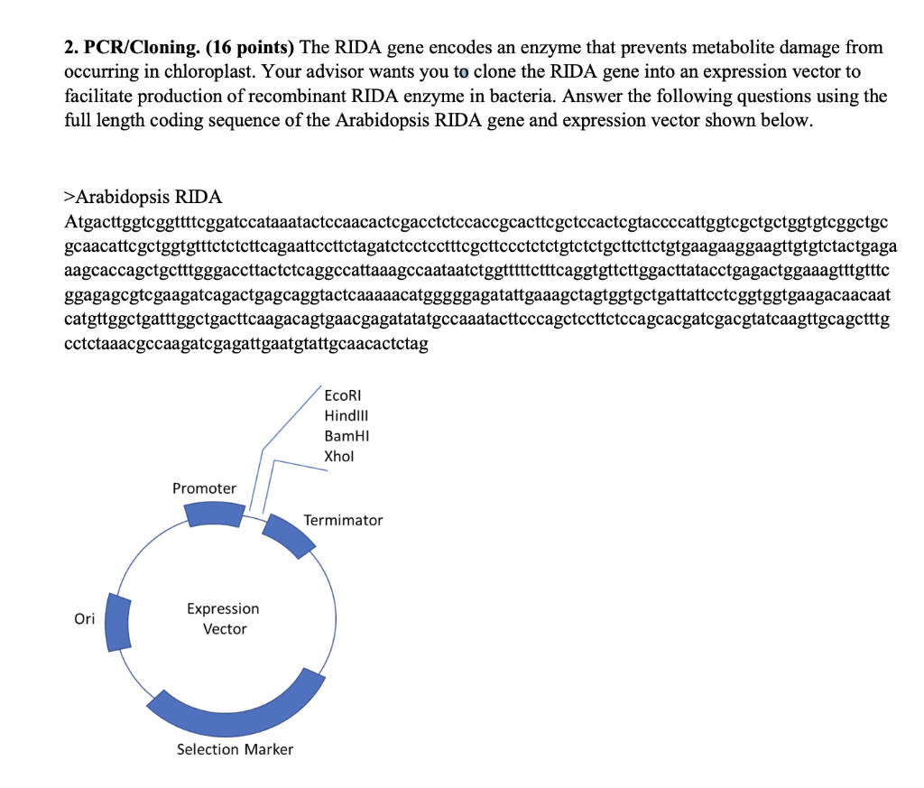 Solved 2. PCR/Cloning. (16 points) The RIDA gene encodes an | Chegg.com