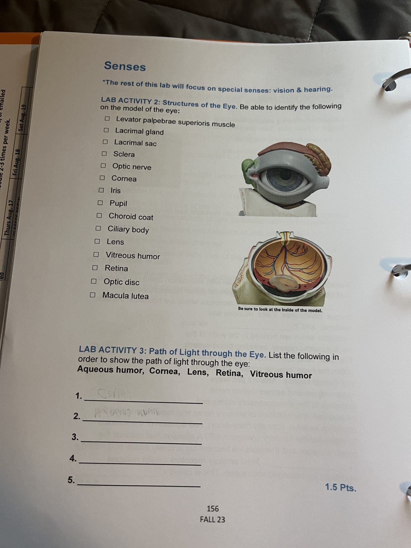 Solved Senses *The rest of this lab will focus on special | Chegg.com