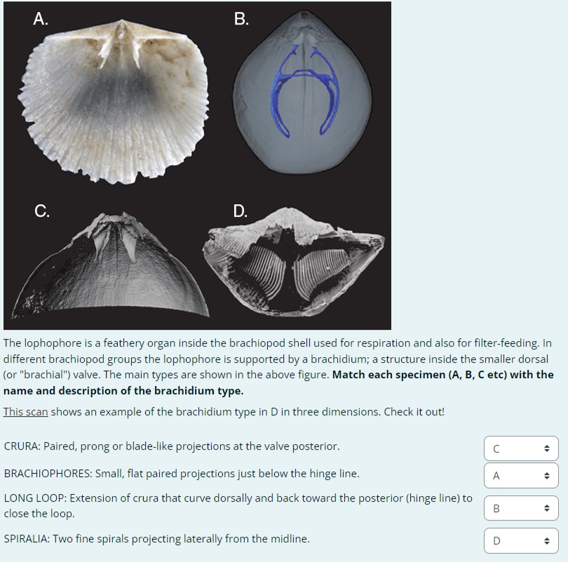 Solved Match each specimen (A, ﻿B, ﻿C etc) ﻿with the name | Chegg.com