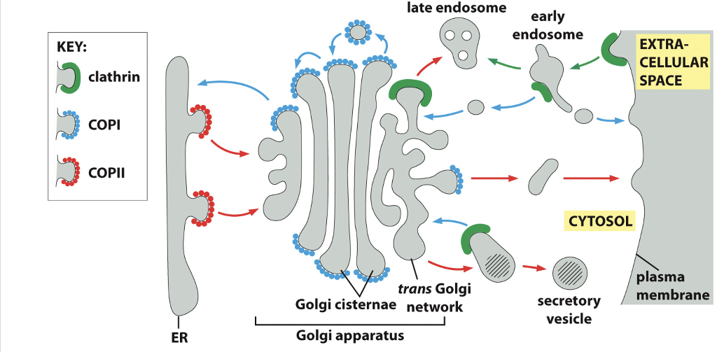 Solved Questions: What are clathrin, COPI, and COPII | Chegg.com