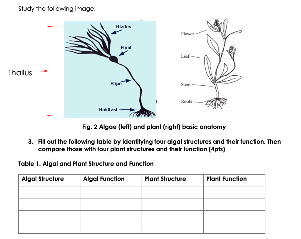 Solved Study the following image: Blades Flower Float Leaf | Chegg.com