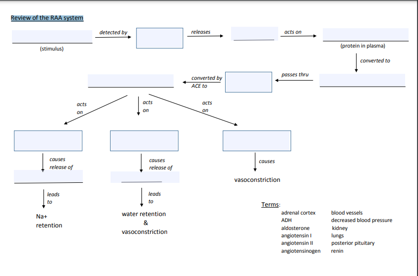 Solved Review of the RAA system | Chegg.com