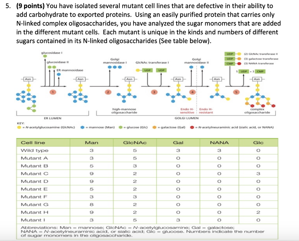 Solved 5. (9 points) You have isolated several mutant cell | Chegg.com