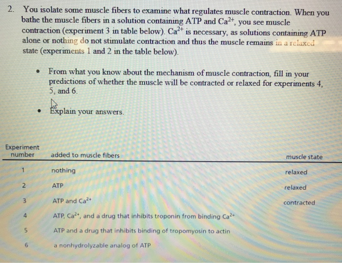 Solved 2. You isolate some muscle fibers to examine what | Chegg.com