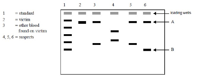 Solved Forensic scientists used a short tandem repeat (STR) | Chegg.com