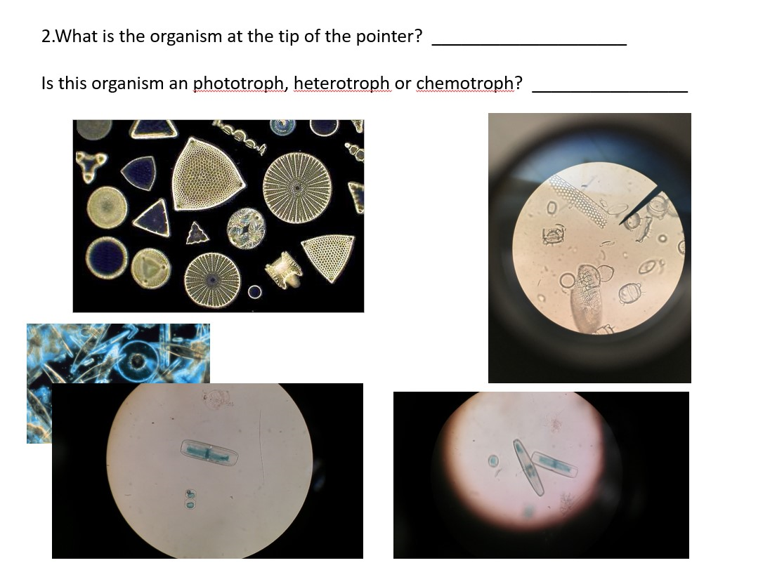 Solved 2.What is the organism at the tip of the pointer? Is | Chegg.com