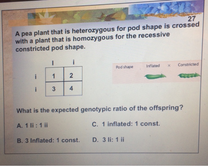 Solved 27 A pea plant that is heterozygous for pod shape is | Chegg.com