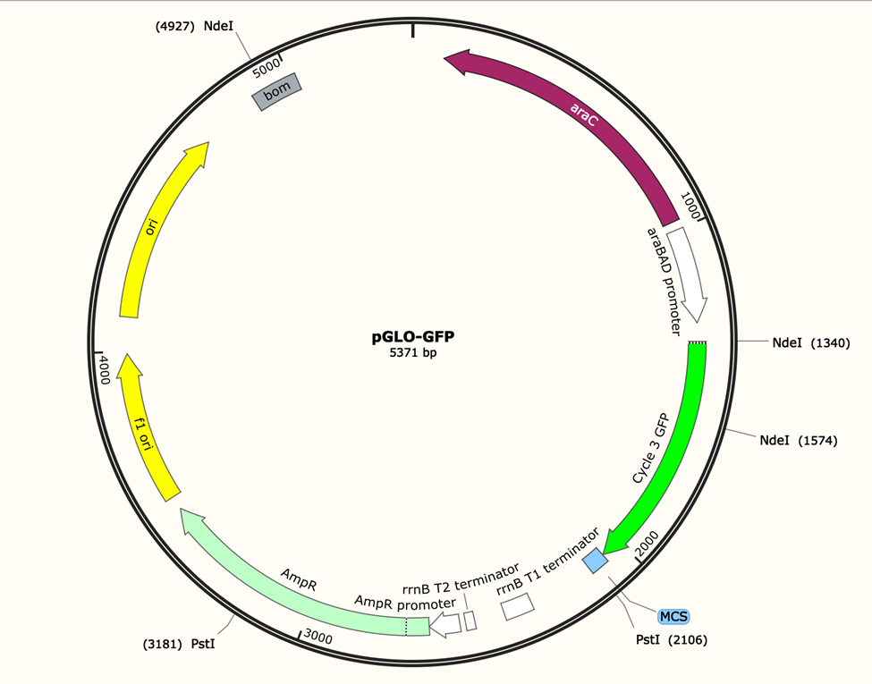 Pglo Plasmid Map