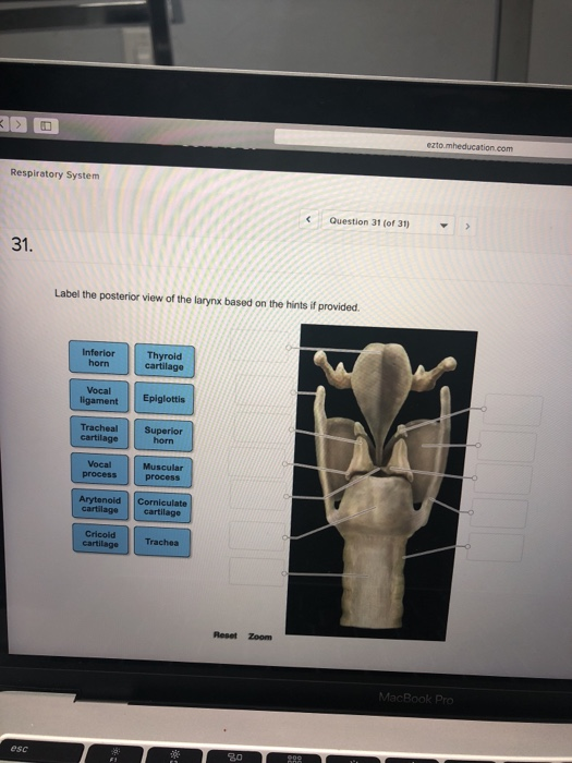 Solved ezt0 Respiratory System Question 31 (of 31) 31. Label | Chegg.com