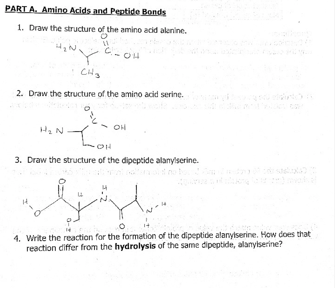 Solved PART A. Amino Acids and Peptide Bonds 1. Draw the | Chegg.com