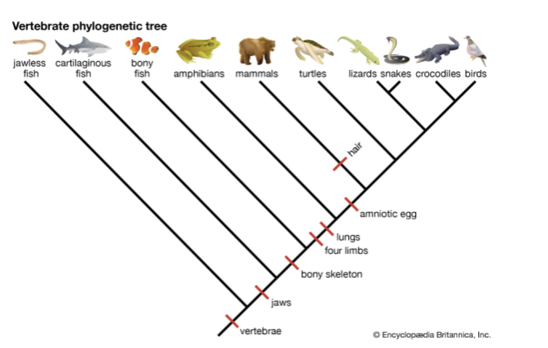 Solved Vertebrate phylogenetic tree jawless cartilaginous | Chegg.com