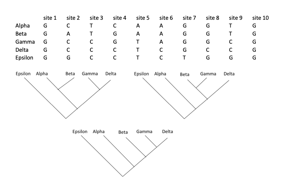 Solved 40 pts] Consider five hypothetical taxa: Alpha, Beta, | Chegg.com