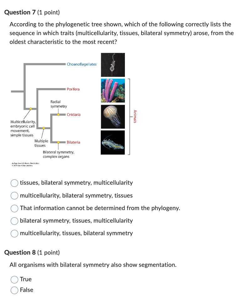Solved Question 7 (1 point) According to the phylogenetic | Chegg.com