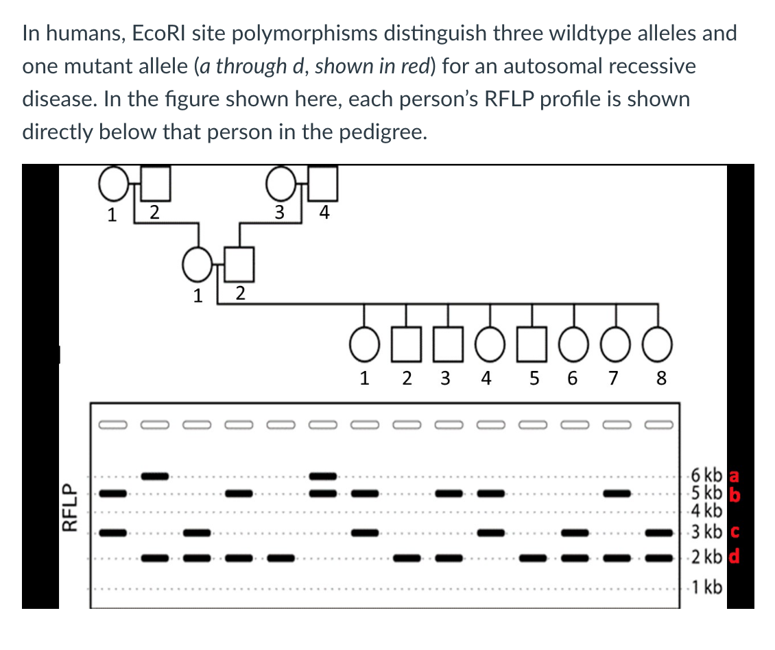 Solved In humans, EcoRI site polymorphisms distinguish three | Chegg.com