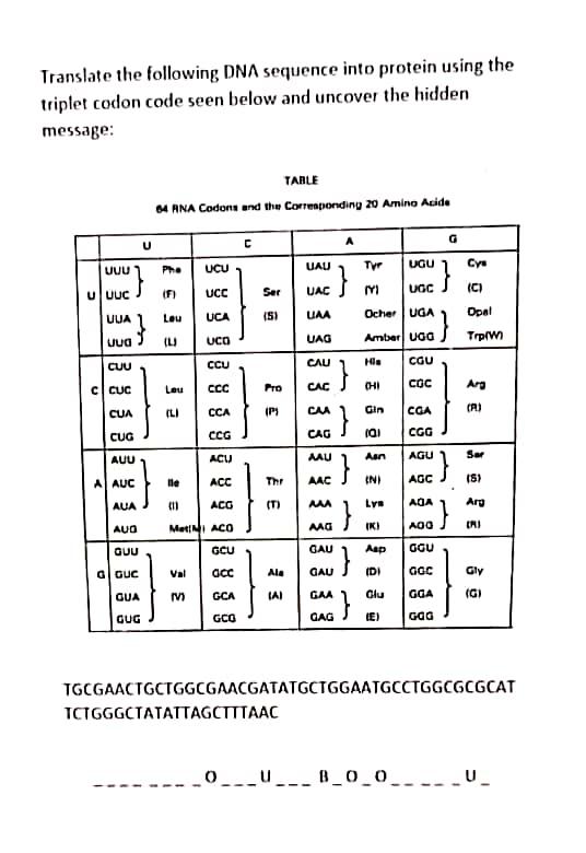 Solved Translate the following DNA sequence into protein | Chegg.com