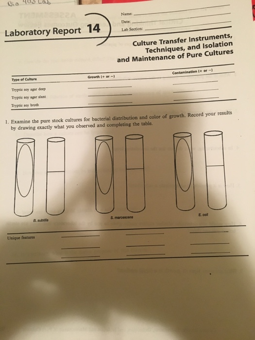 Solved Rio aos Cab Laboratory Report 14 Culture Transfer | Chegg.com