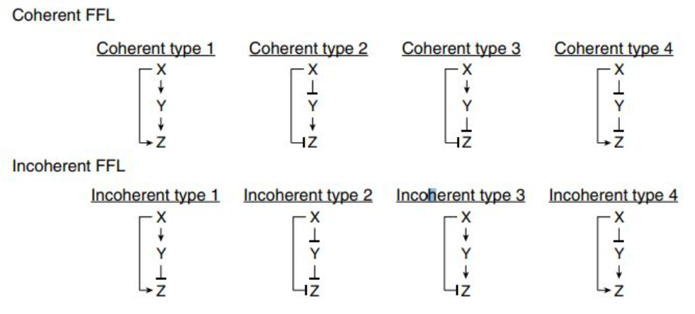 Consider a type-3 coherent FFL (feed forward loop) | Chegg.com