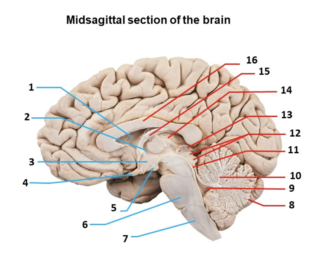 Midsagittal View Of The Brain Labeled