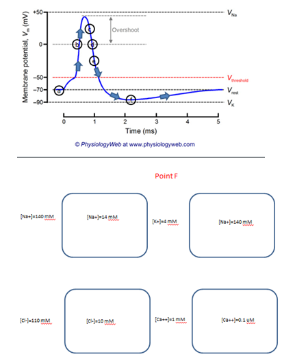 Solved Understanding the importance of chemical gradients, | Chegg.com