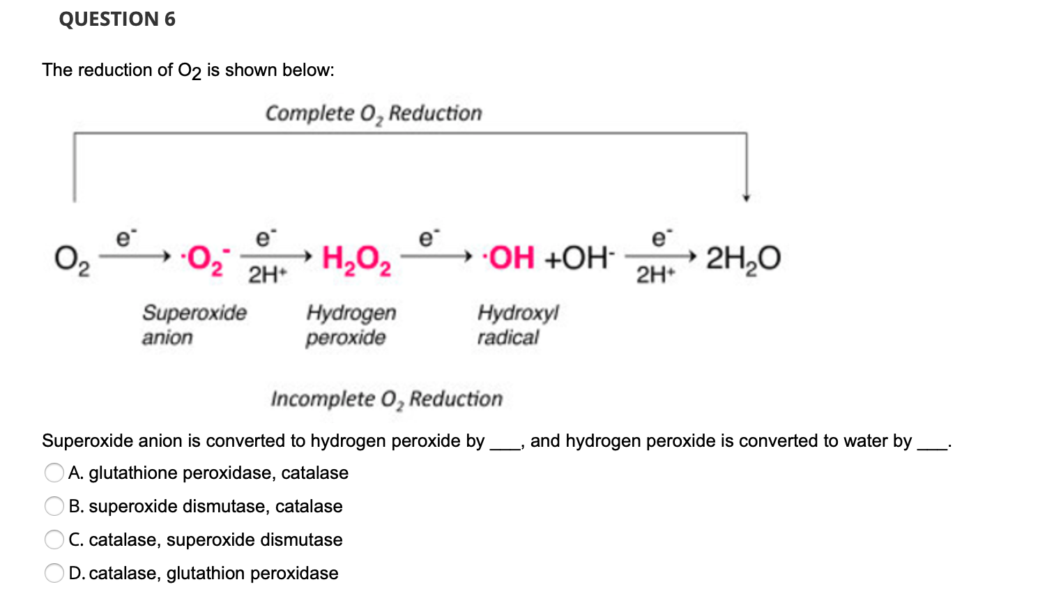 Solved An ER protein with an N-terminal signal sequence and | Chegg.com