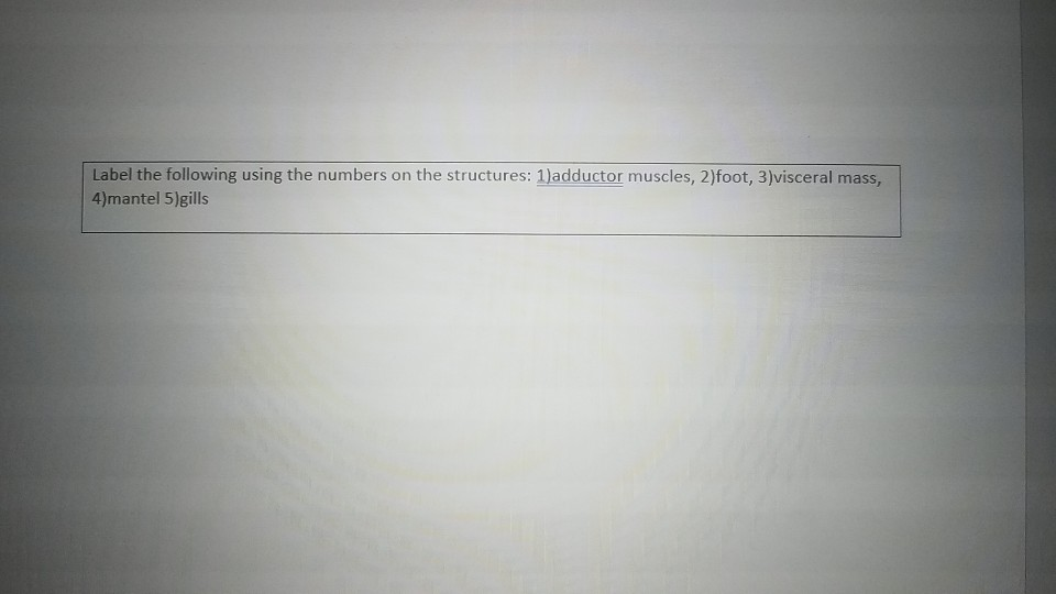 Solved CLASS POLYPLACOPHORA http/ l inama Label the | Chegg.com